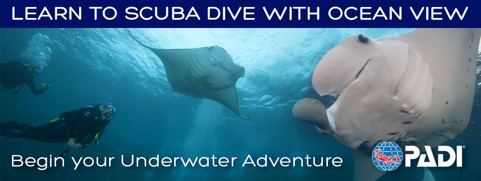 Home | Learn to Scuba Dive - Ocean View Diving Services | Sussex