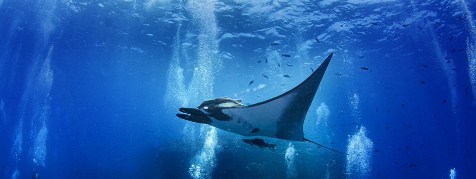 PADI Divemaster - Ocean View Diving Services | Sussex